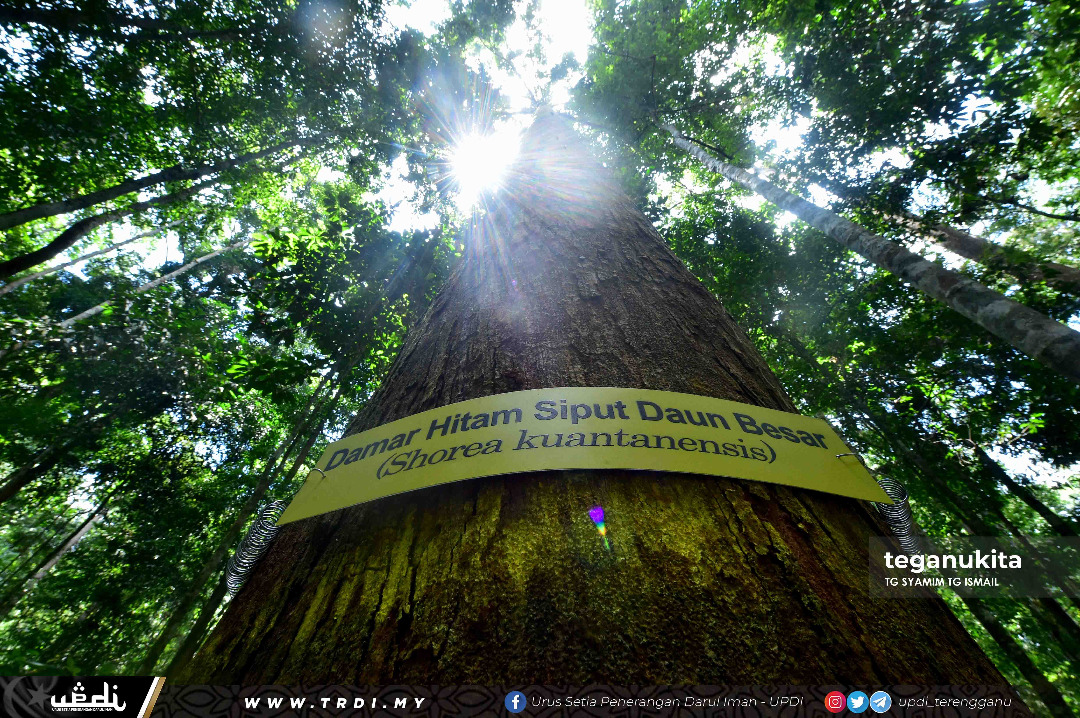 Damar Hitam Ditemui Semula Di Lata Tembakah - TRDI News