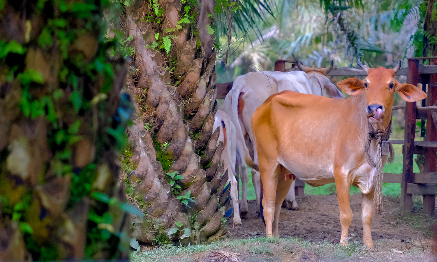 Pindahkan 'Pak Belang' Untuk Selamatkan Lembu - TRDI News
