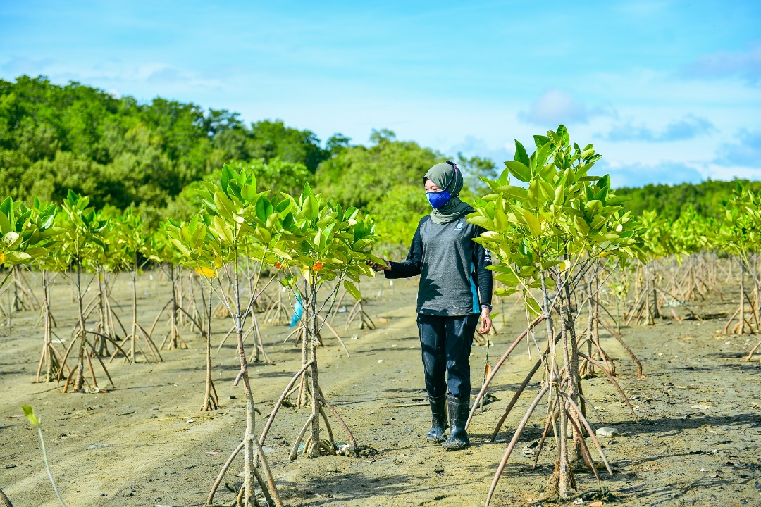 PETRONAS Pacu Penghutanan Semula Paya Bakau Kertih - TRDI News