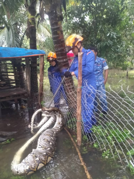 Banjir : Ular Sawa Jadi Tetamu Tidak Diundang - TRDI News Banjir : Ular Sawa Jadi Tetamu Tidak Diundang - TRDI News
